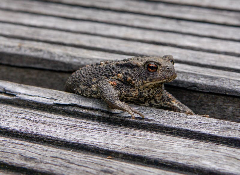 Frog stock photo. Image of wood, frog, animal, crawling - 118629046