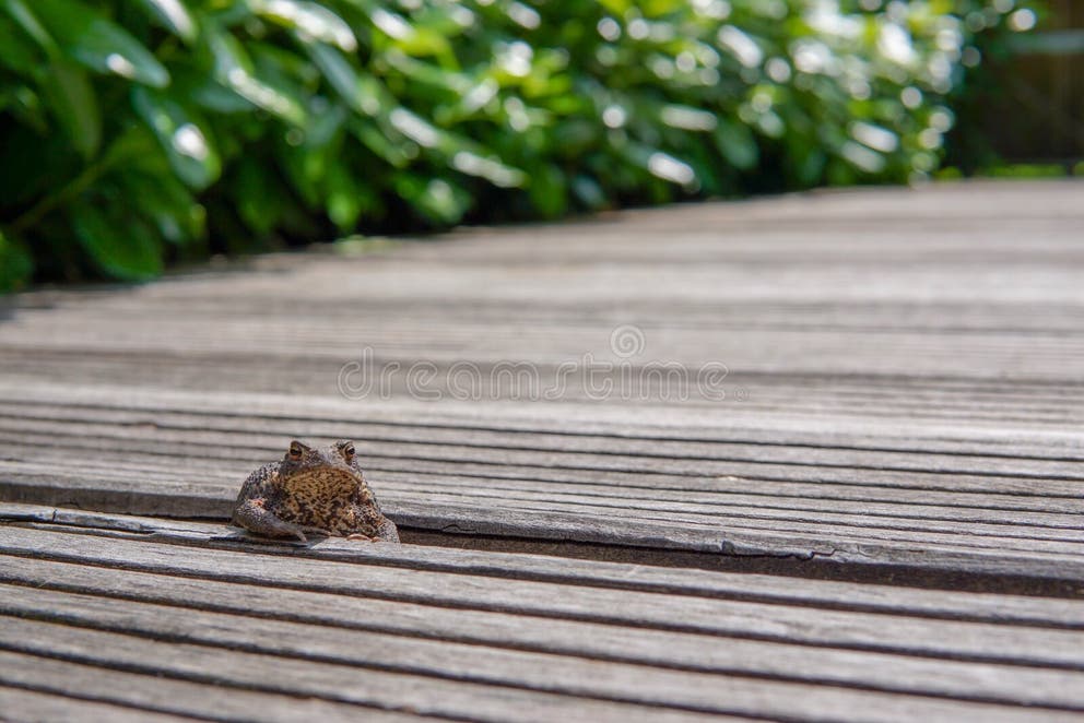 Frog stock photo. Image of frog, wood, crawling, nature - 118629048