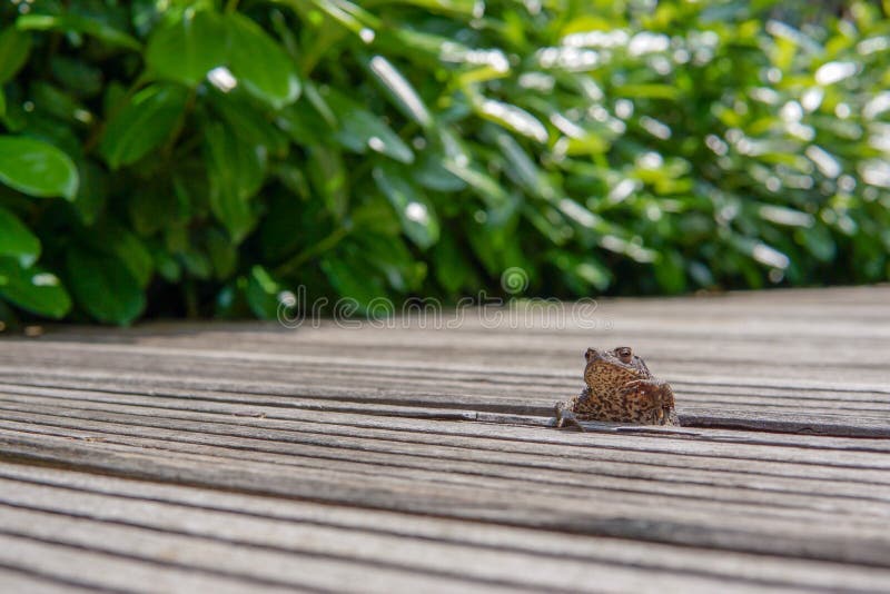 Frog stock photo. Image of wood, nature, frog, crawling - 118629060