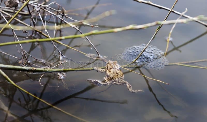 Pacific Tree Frog Calling stock photo. Image of green - 11912172