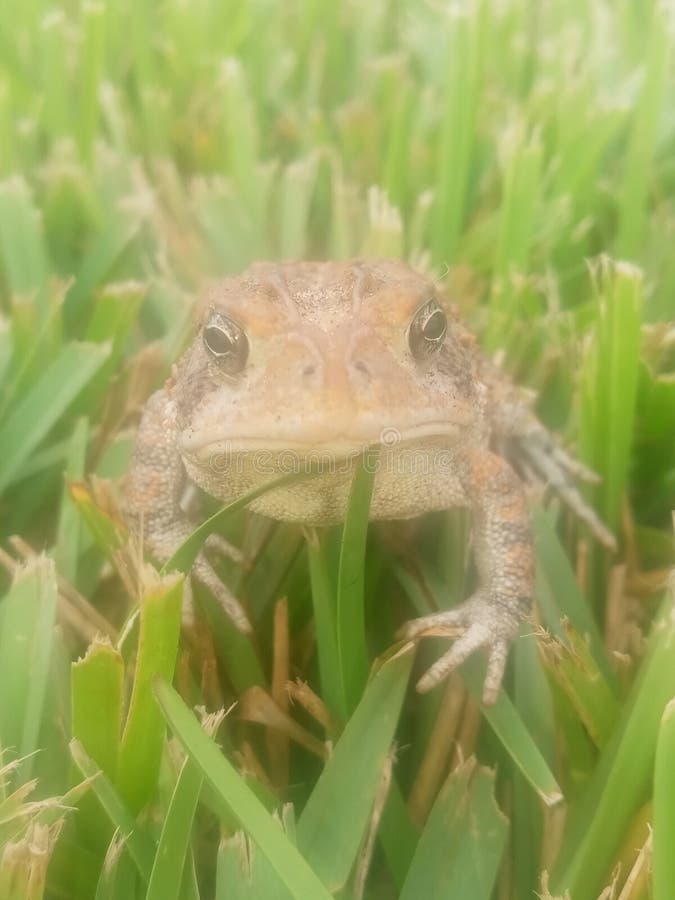 Frog Frog Frog and More Frogs Stock Photo - Image of frog, frogs: 234631984