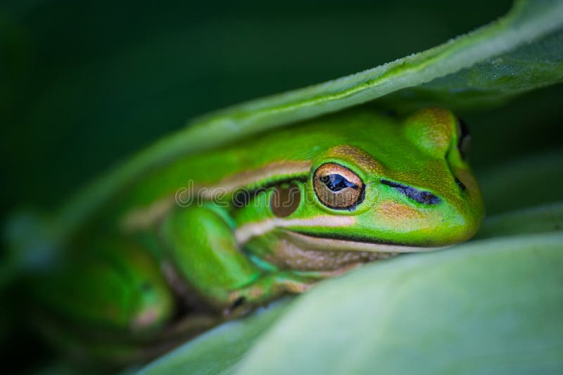 Frog stock photo. Image of nature, hiding, green, plant - 334975036