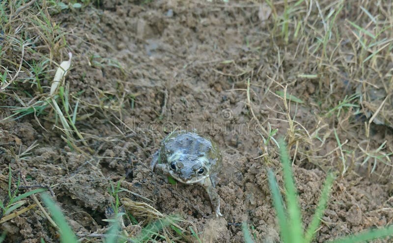 1,238 Frog Land Photos - Free & Royalty-Free Stock Photos from Dreamstime