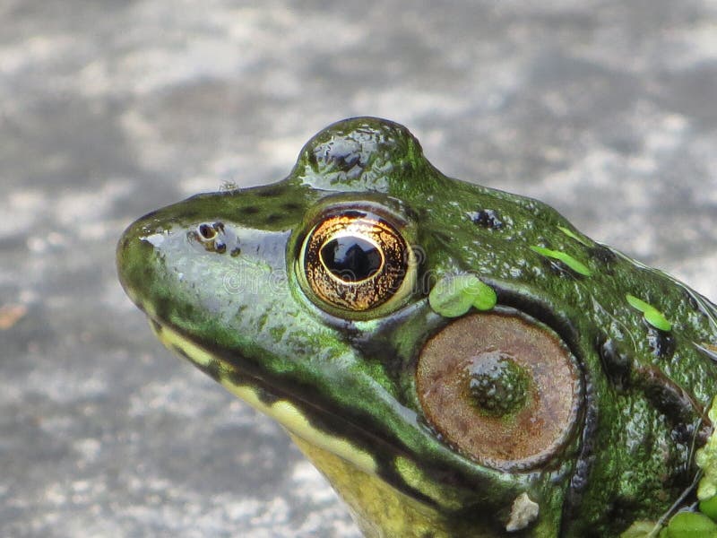 Frog stock photo. Image of ears, jumping, frog, eyes - 124298858
