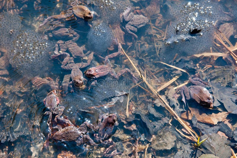 Frog and Frog Spawn in the Spring Pool Stock Image - Image of tailless ...