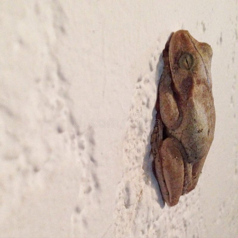 Frog Sleep Stock Photos - Download 199 Royalty Free Photos