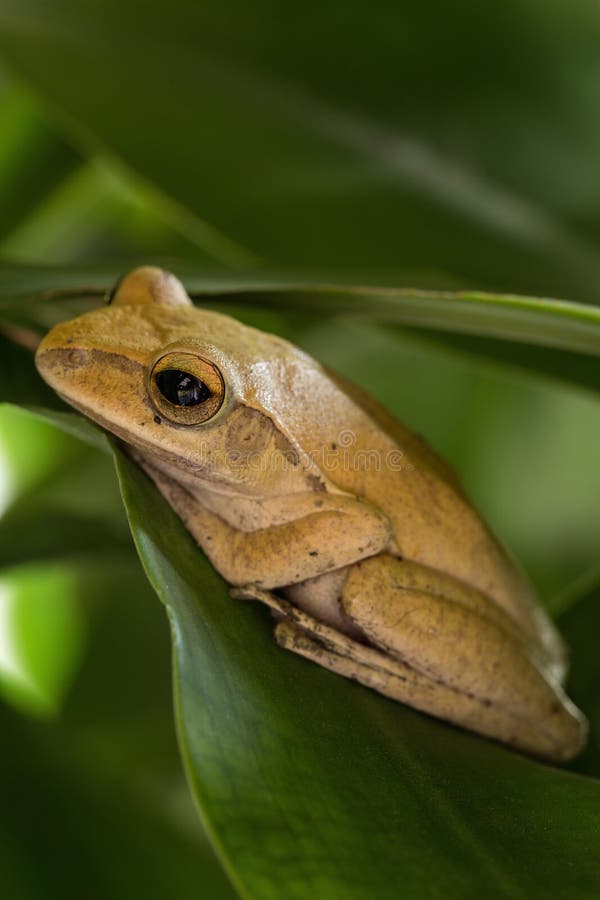 Frog stock photo. Image of branch, jump, tropical, nature - 94222280