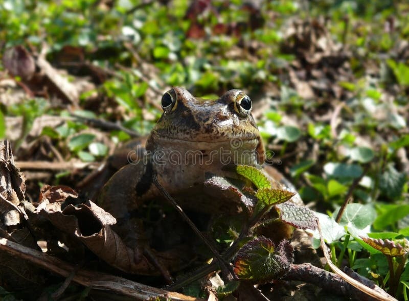 Frog in Front of the Camera Stock Photo - Image of environment, arvalis ...