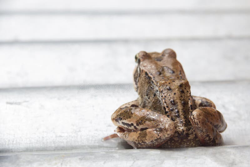The Frog is Sitting. Toad on a Light Background, Rear View Stock Image ...