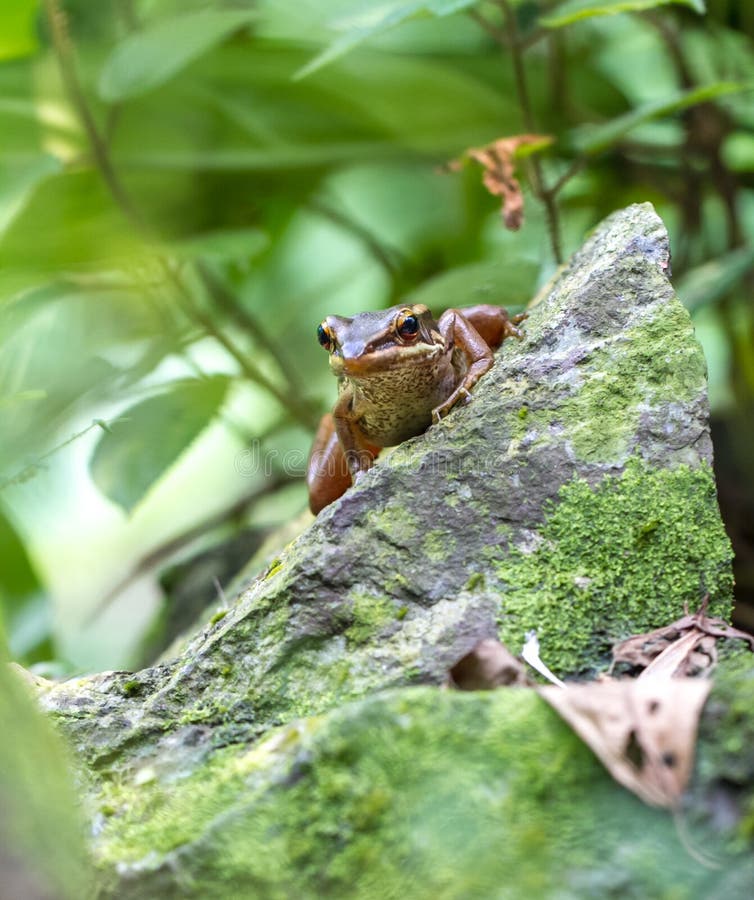 Frog in a garden stock photo. Image of nature, amphibian - 70614494