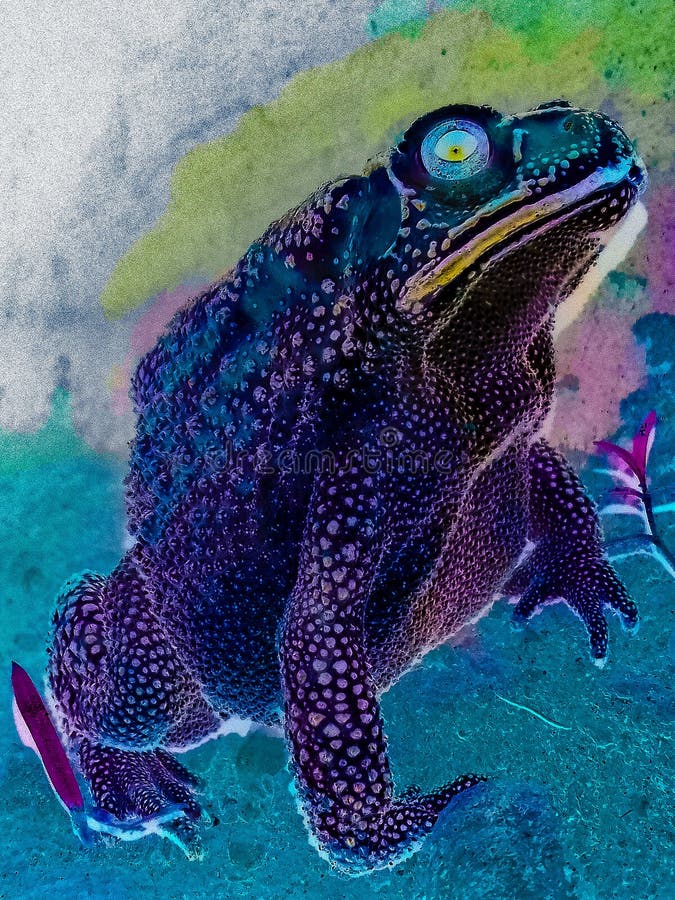 Frog stock image. Image of scary, face, look, giant - 127312741
