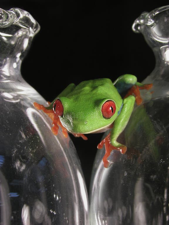 Frog on glass stock image. Image of tropical, exoctic, frog - 288421