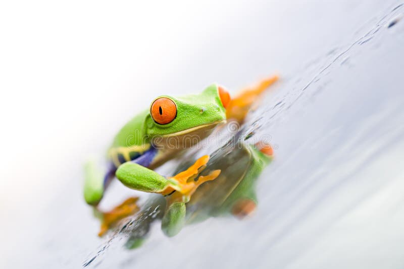 Frog on glass stock image. Image of callidryas, amphibian - 3201539
