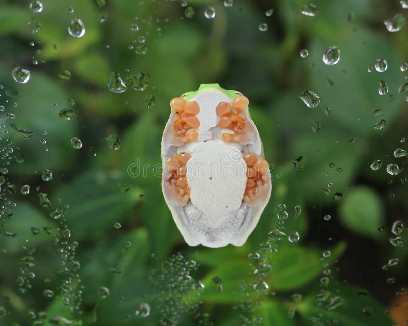 Frog on the glass stock photo. Image of animals, amphibians - 37180392