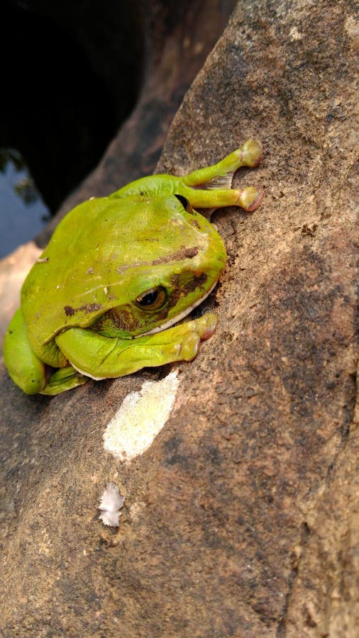 Frog stock image. Image of lovers, good, beauty, frog - 79332525