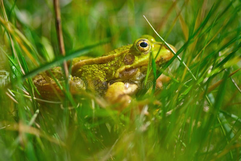 Frog in grass stock photo. Image of amphibian, animal - 11055118