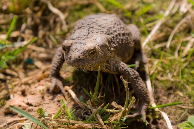 Frog in grass stock image. Image of nature, reptile, green - 12637551