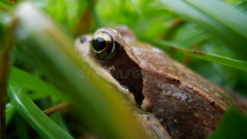 Frog in the grass stock photo. Image of common, frog - 17252560
