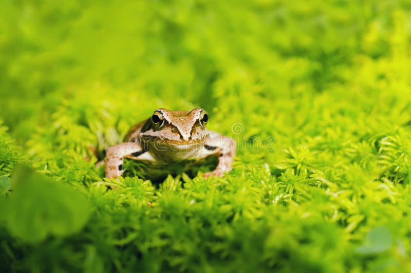 Frog in the grass stock image. Image of funny, moss - 206736509