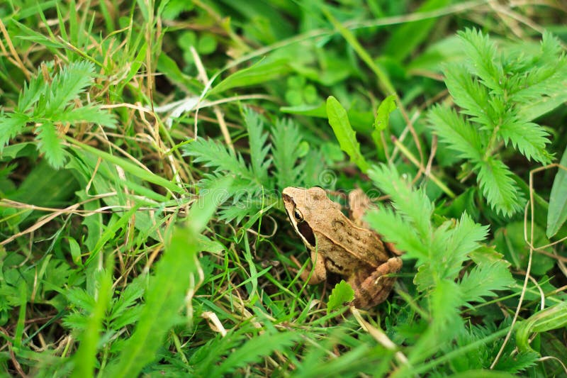 Frog in grass stock photo. Image of animal, beast, frog - 21142100