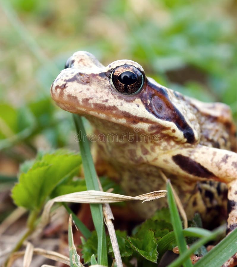 Frog on the grass stock photo. Image of contact, background - 9568866