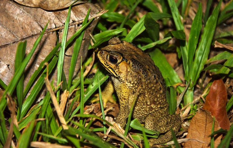 Frog in Grass, Anuran at Night Stock Photo - Image of species, biology ...