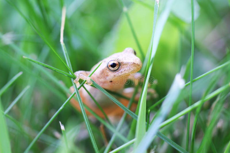 Frog on grass stock image. Image of amphibian, climbs - 61783389