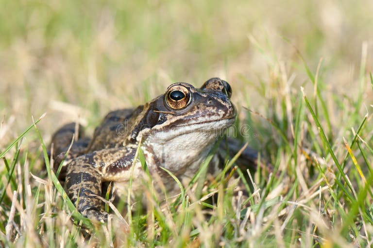 Frog on grass stock photo. Image of animal, amphibian - 33220740