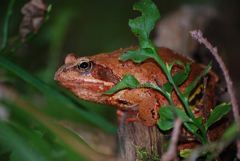 Frog in Grass stock image. Image of lawn, hiding, wildlife - 73767697