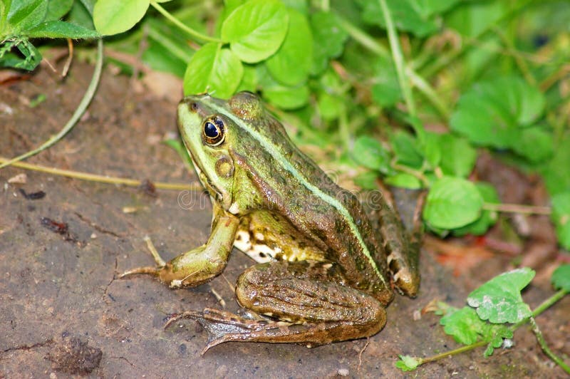 Frog in grass stock image. Image of toad, season, animal - 88152759