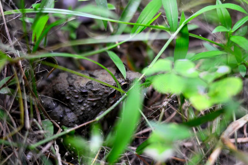 Frog on grass 4k picture stock image. Image of nature - 155165281