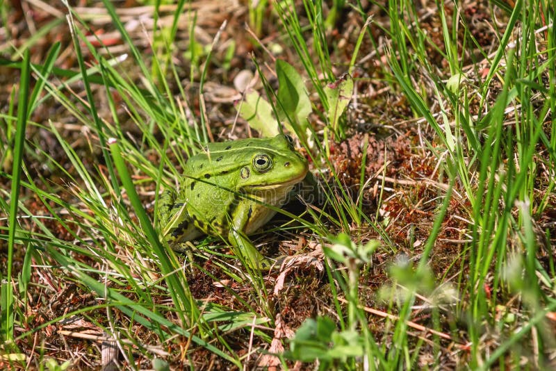 Frog in Grass stock image. Image of lawn, hiding, wildlife - 73767697