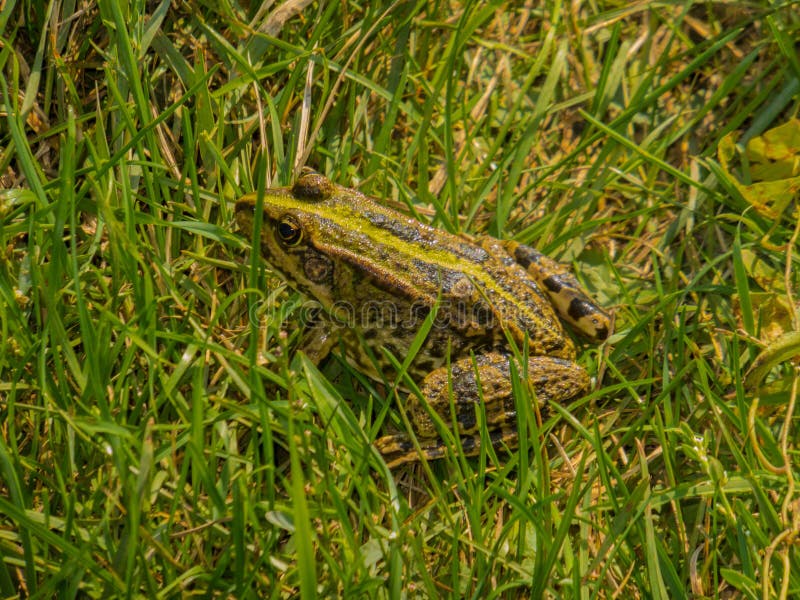Frog in Grass stock image. Image of lawn, hiding, wildlife - 73767697