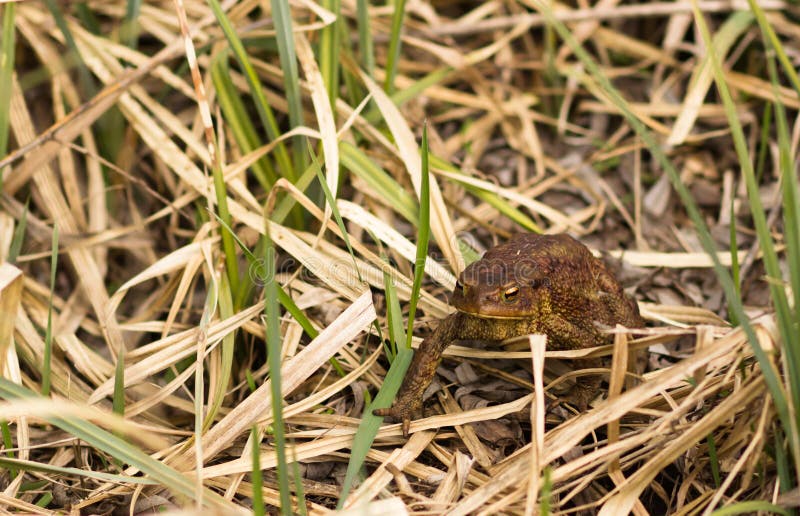 Frog on the grass ground stock image. Image of closeup - 69278765