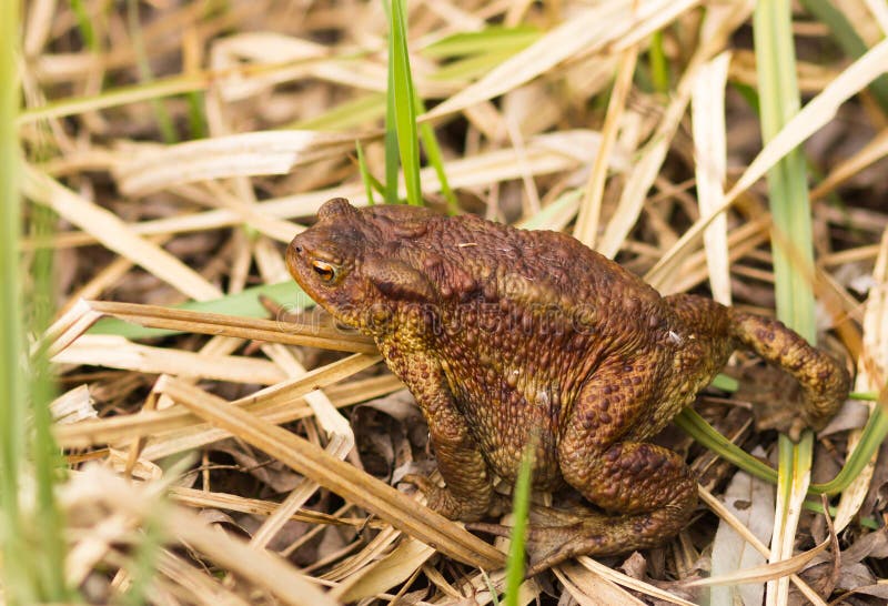 Frog on the grass ground stock image. Image of rain, horned - 69278781