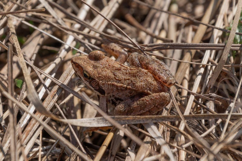 Frog in the Grass. Lithobates Sylvaticus, Rana Sylvatica Stock Photo ...