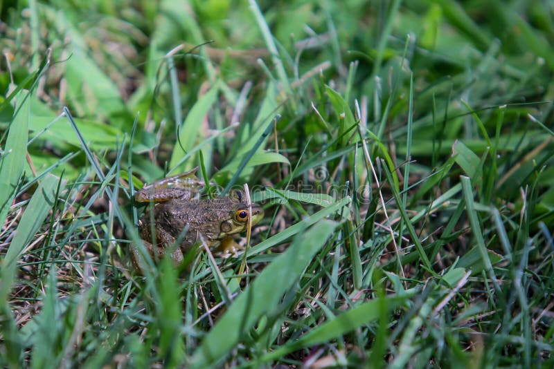 Frog in Grass stock image. Image of hiding, tiny, outdoors - 73767697