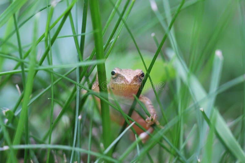 Frog on grass stock image. Image of climbs, brown, green - 61783387
