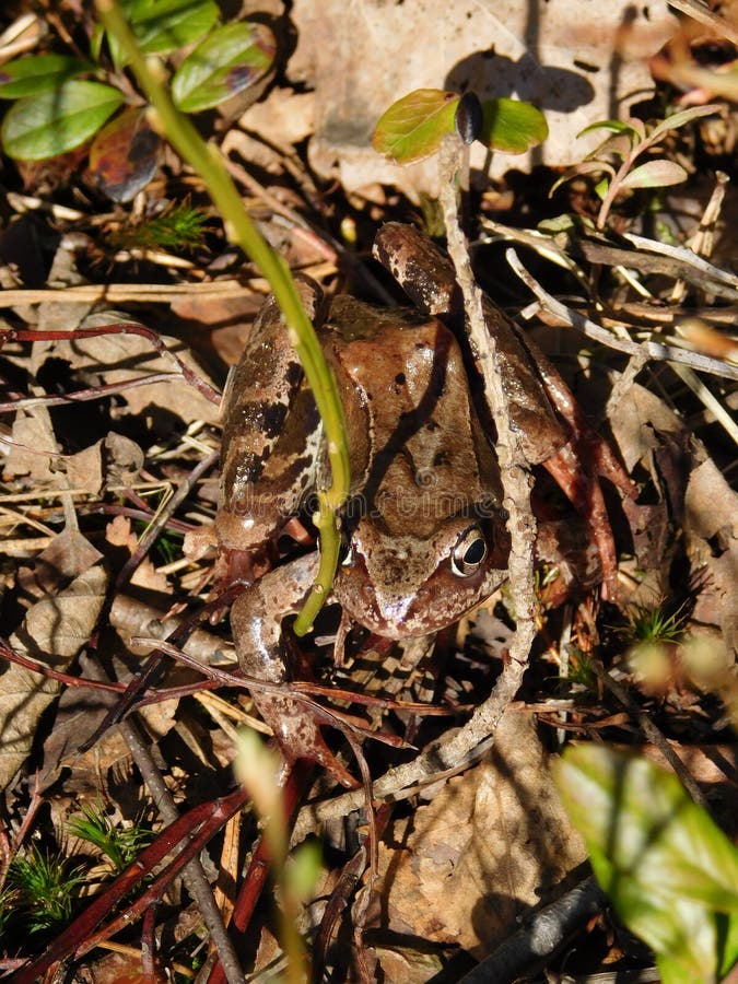 Frog stock photo. Image of frog, wild, amphibian, spring - 70857608