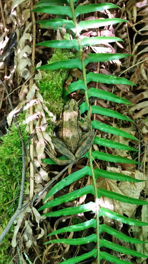 Frog stock photo. Image of blending, frog, surrounding - 59261864