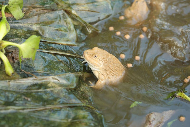 Frog stock image. Image of clean, frog, float, asian - 78785043