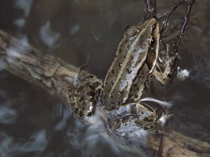 Frog stock image. Image of nature, animal, wildlife, environment - 80213733