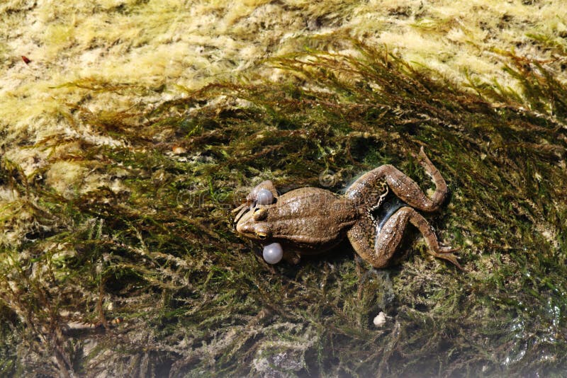 Frog. stock image. Image of animal, marsh, water, spring - 30334841