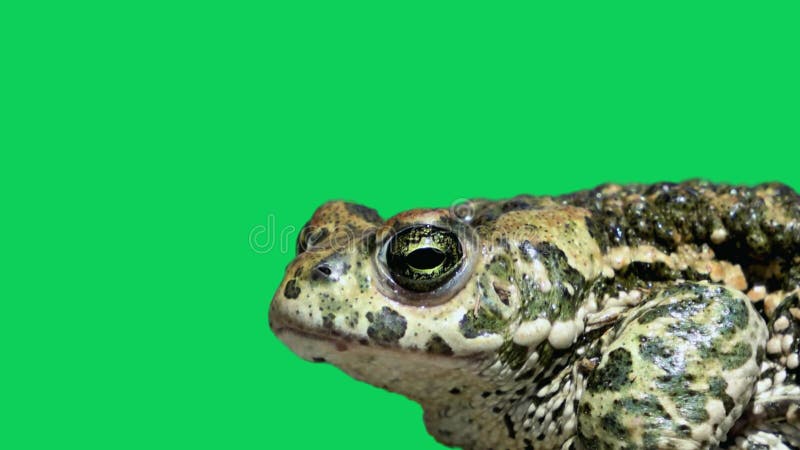 Frog on a Green Screen, Chroma Key Stock Video - Video of turtle, young ...