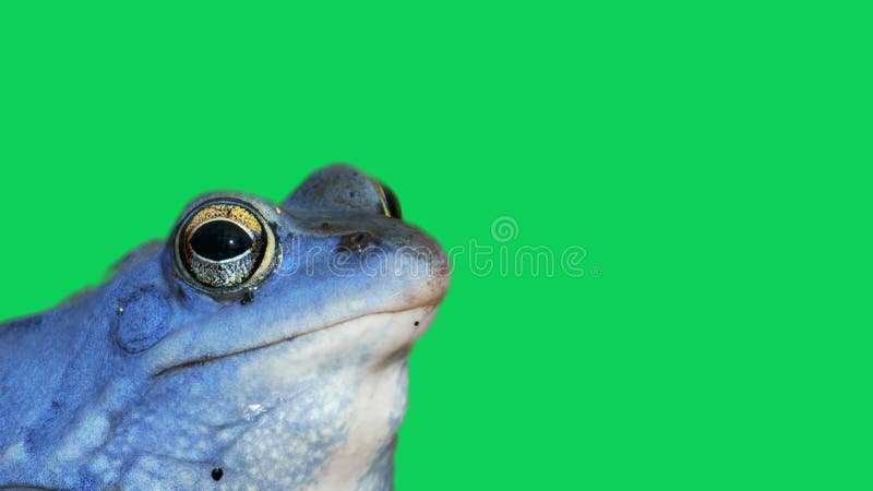 Frog on a Green Screen, Chroma Key Stock Video - Video of aquatic ...