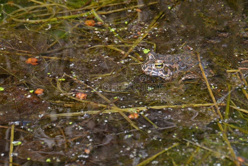 Frog in a Green Swamp with Leaves and Algae Stock Photo - Image of ...