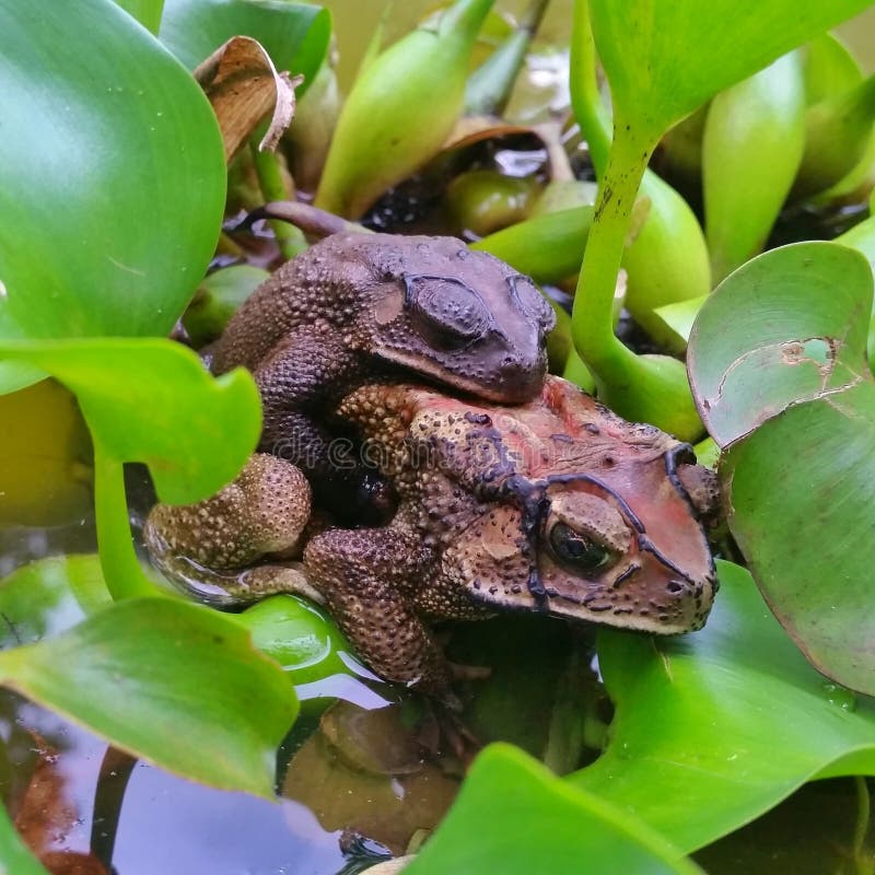 Frog in green water stock photo. Image of dawn, tree - 110663214
