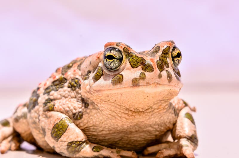 A Frog with Green and White Spots is Looking at the Camera Stock Image ...