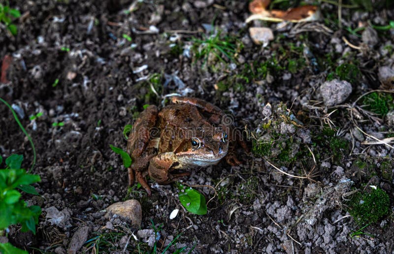 Frog on the ground stock image. Image of white, leaf - 305164809