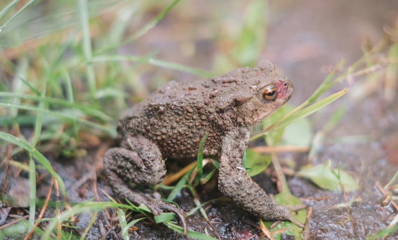 A Frog on the Ground, Close-up Stock Photo - Image of macro, wild ...
